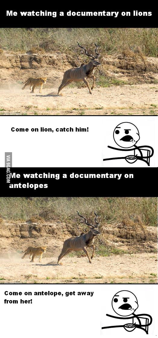 Watching animal shows - 9GAG