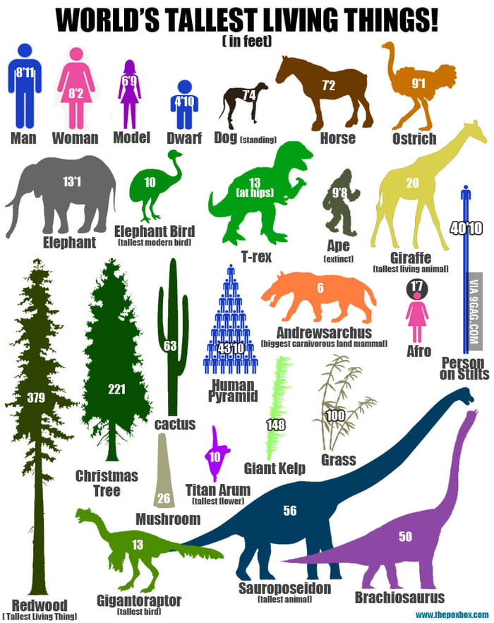 The World's Tallest Living Things - 9GAG