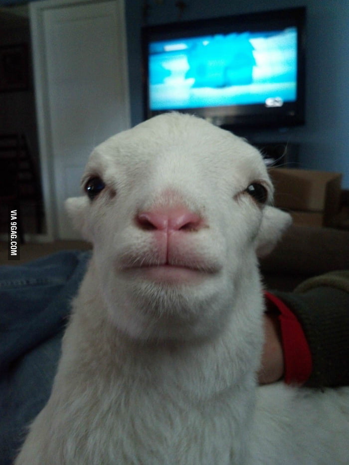 This sheep has a human face! - 9GAG