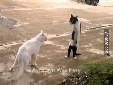 Long cat is long - 9GAG