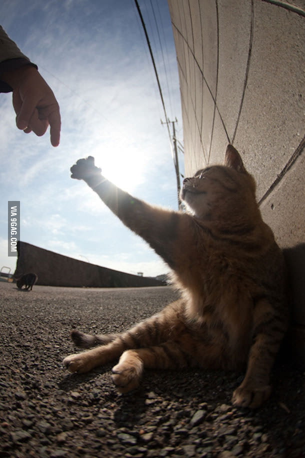 The creation of Adam. Cat version - 9GAG