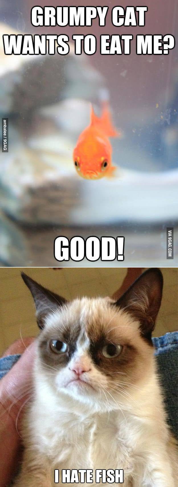 Grumpy cat vs Grumpy fish - 9GAG