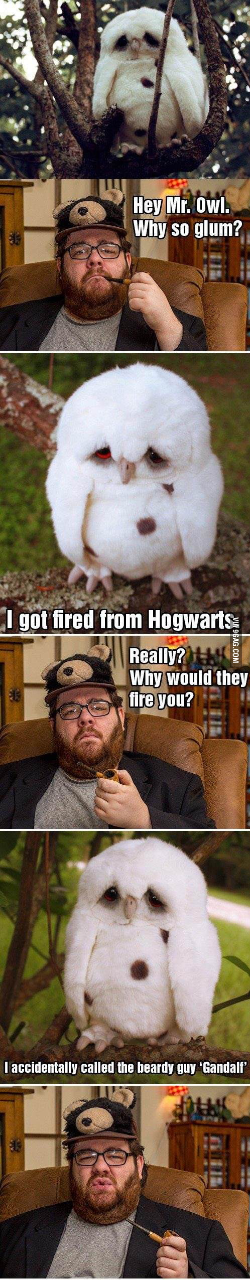 Poor owl - 9GAG