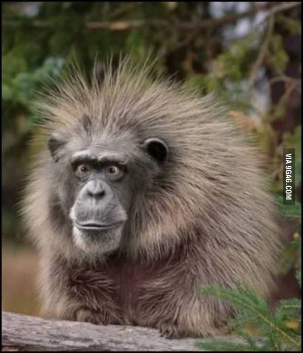 Derp monkey - 9GAG