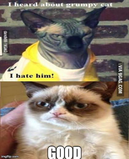 Grumpy cats reaction... - 9GAG