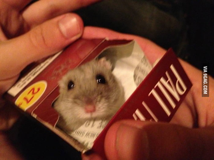 Barry, the smoking hamster - 9GAG