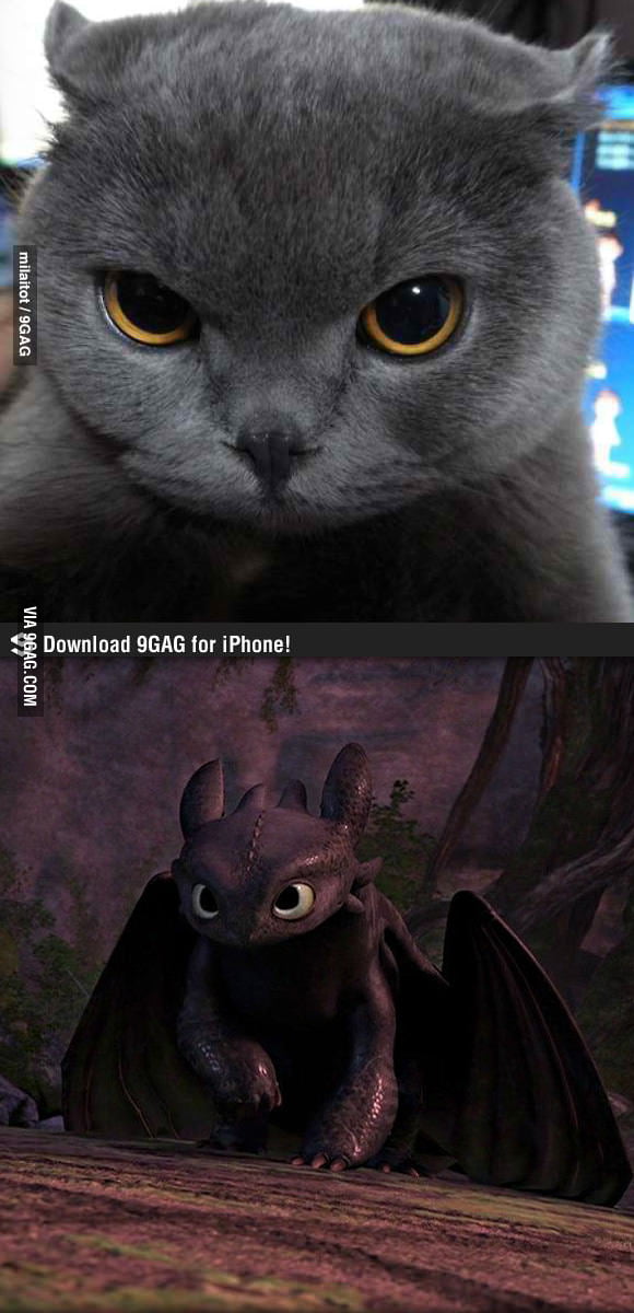 Toothless cat - 9GAG