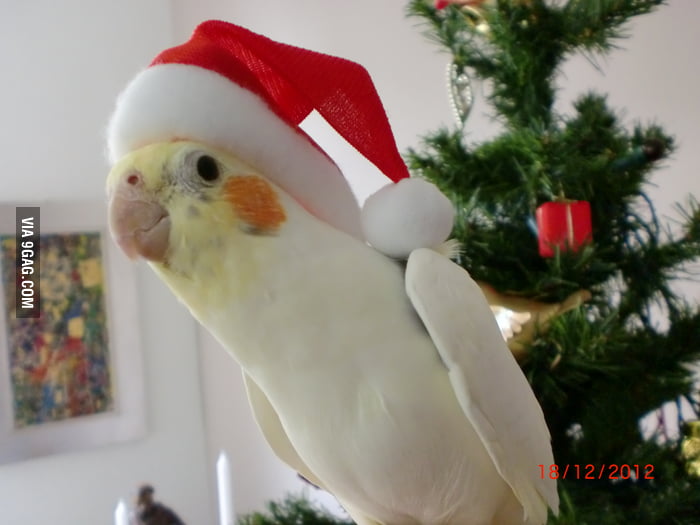 My bird wishes all of you a Merry Christmas!! - 9GAG