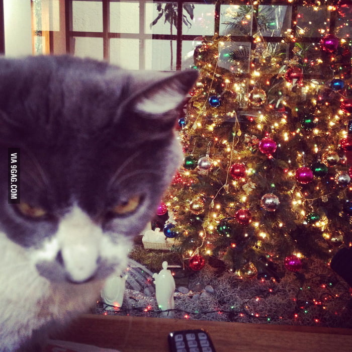 Grumpy Cat cousin hates Christmas - 9GAG