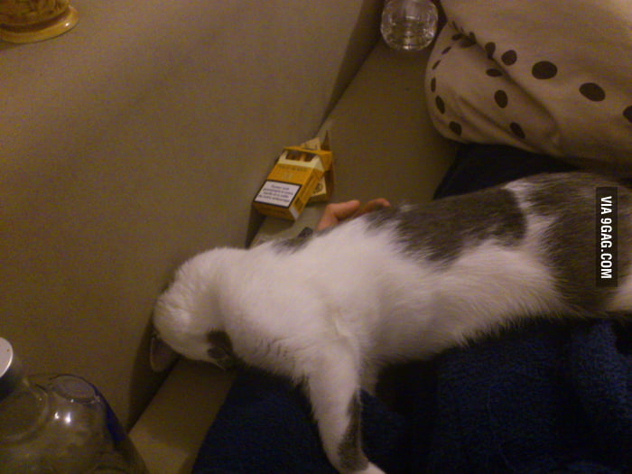 Go home cat ! You're drunk ! - 9GAG