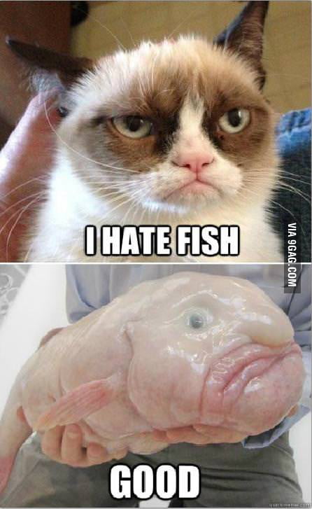Grumpy Fish - 9GAG
