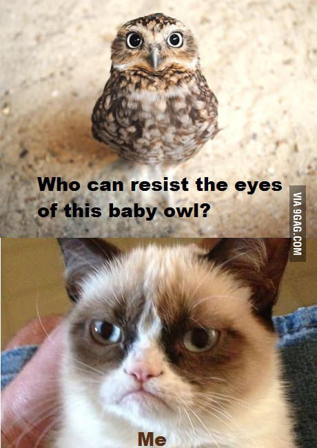 Grumpy cat is unimpressed - 9GAG