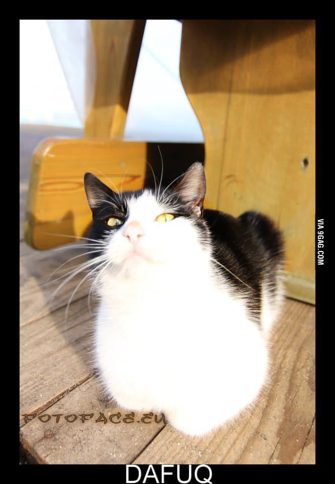 DAFUQ CAT - 9GAG