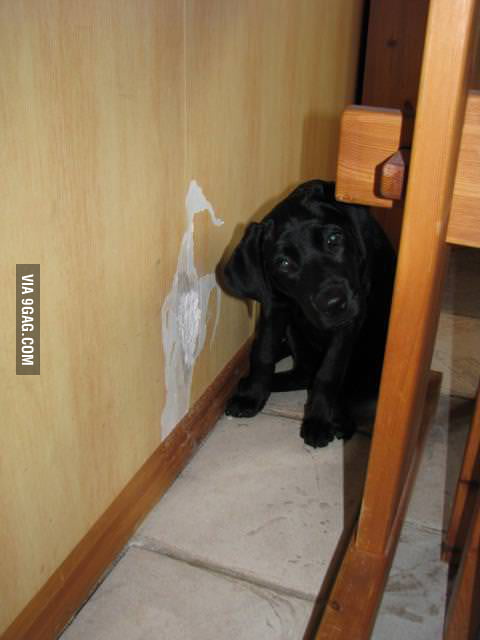 Innocent dog - 9GAG