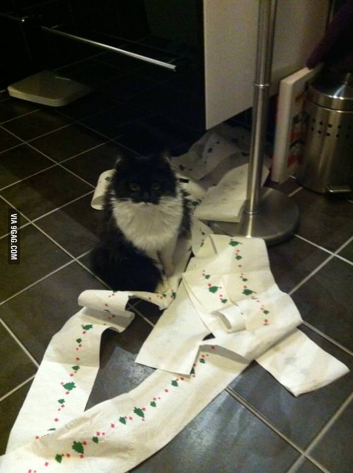 Doubtful innocent cat - 9GAG