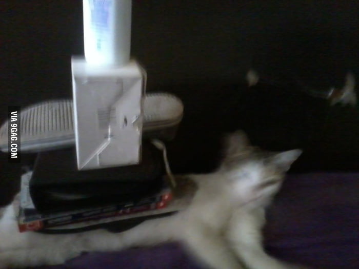 Cat sleeping.. so... then... SO CLOSE!! - 9GAG