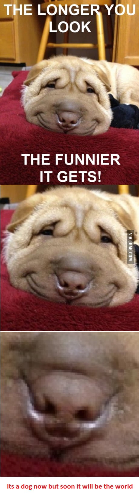Evil cat spirit controls the dog - 9GAG