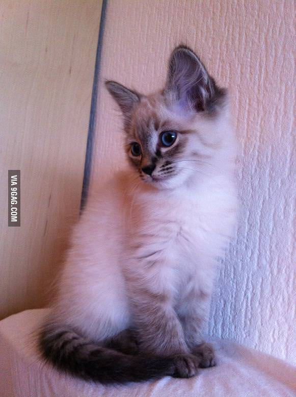 Cute cat - 9GAG