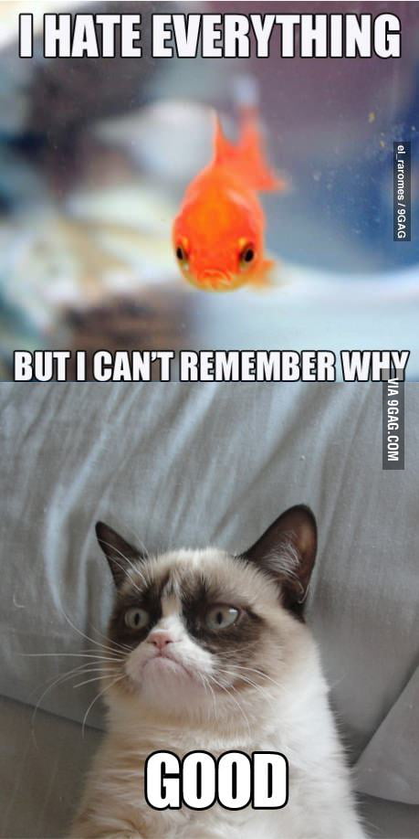 So, Grumpy Cat saw your Grumpy Fish - 9GAG