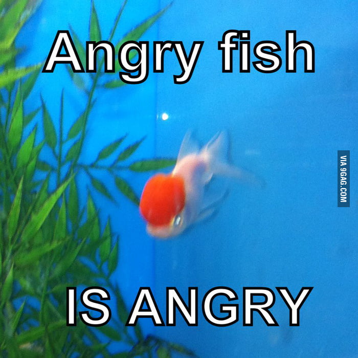 Fab Fish, why u so angry? - 9GAG