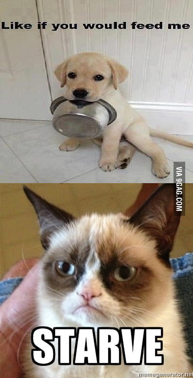 Grumpy Cat says NOT TODAY! - 9GAG