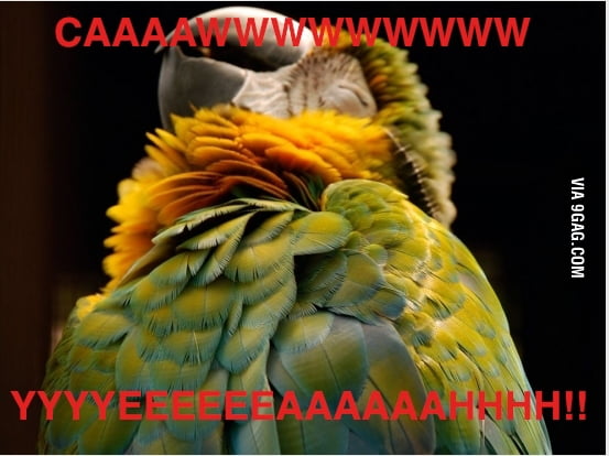 CAAAWWW YYYEEEAAAAAHHH!!! - 9GAG