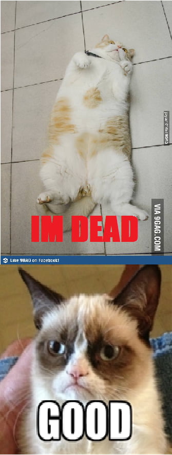 Grumpy cat is grumpy - 9GAG