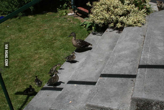 When they see it, they'll shit bricks - 9GAG