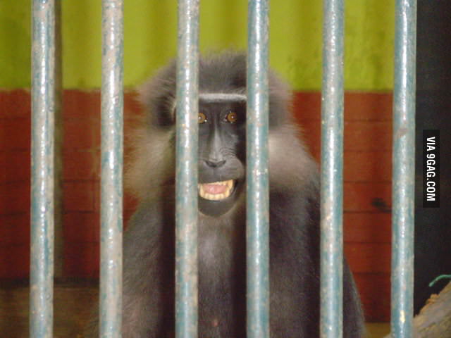 Ridiculously photogenic monkey - 9GAG