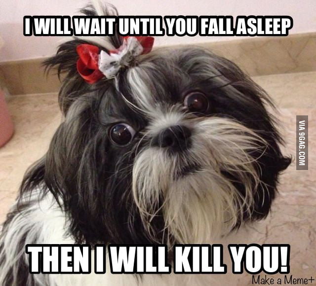 Crazy Eye Dog - 9GAG