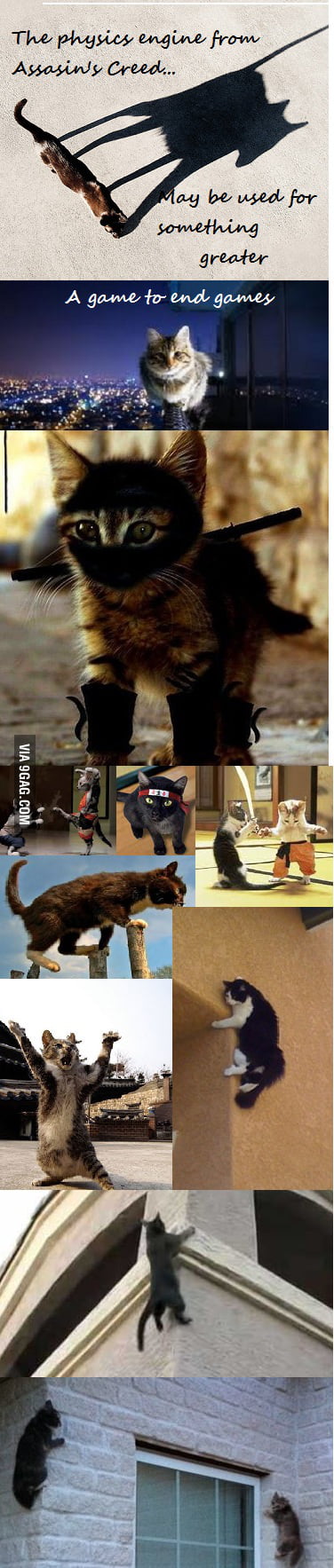 Assassin's Cat - 9GAG