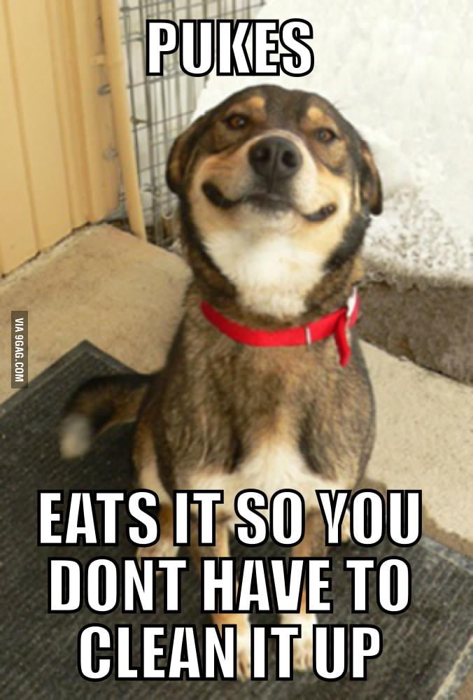 Good Guy Dog. - 9GAG
