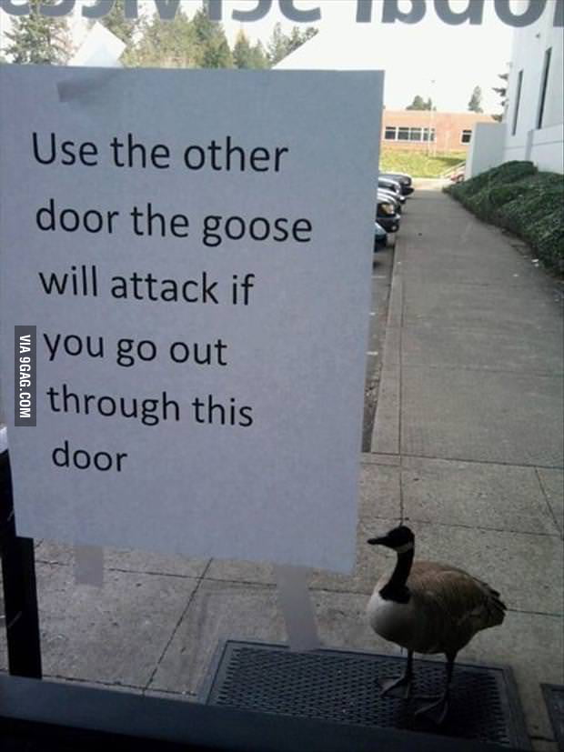 Badass goose is badasss - 9GAG