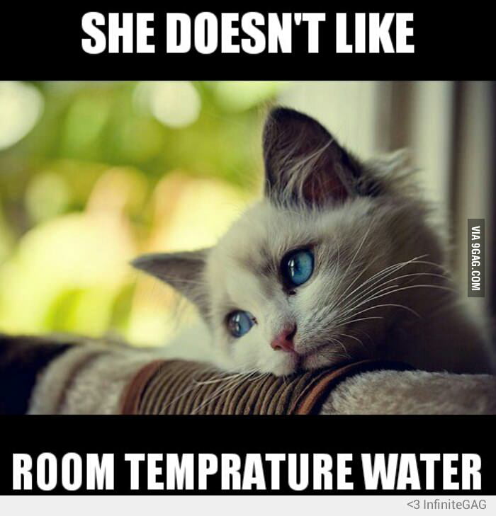 First world cat problems - 9GAG