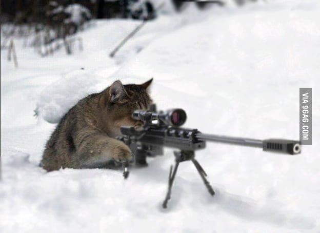 Call Of Duty CAT edition - 9GAG