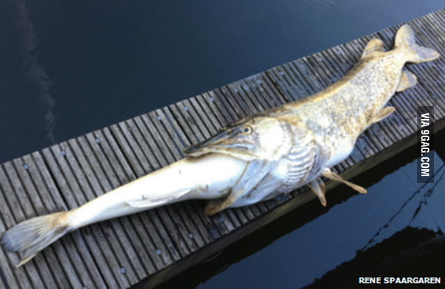 A fish died eating a fish. Fishception. - 9GAG