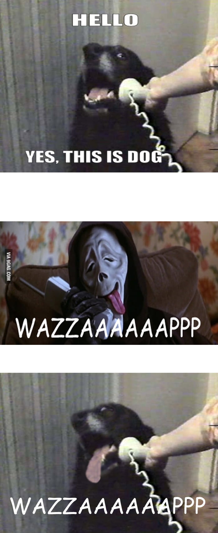 HELLO THIS IS DOG... - 9GAG