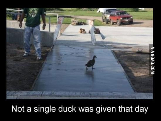 Not a duck given - 9GAG