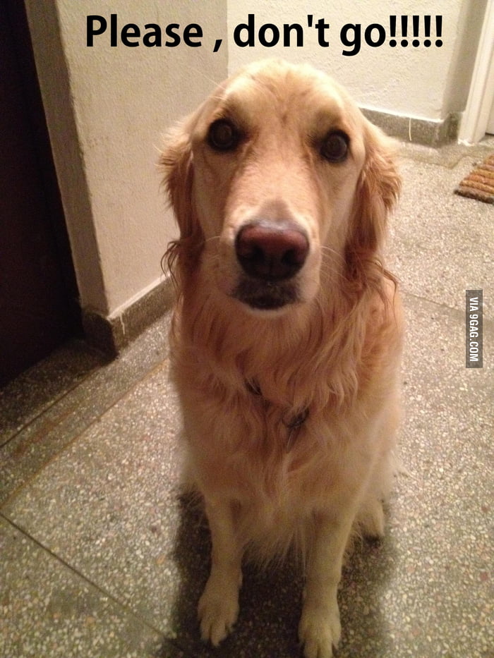 How my dog looks at me everytime I go out - 9GAG