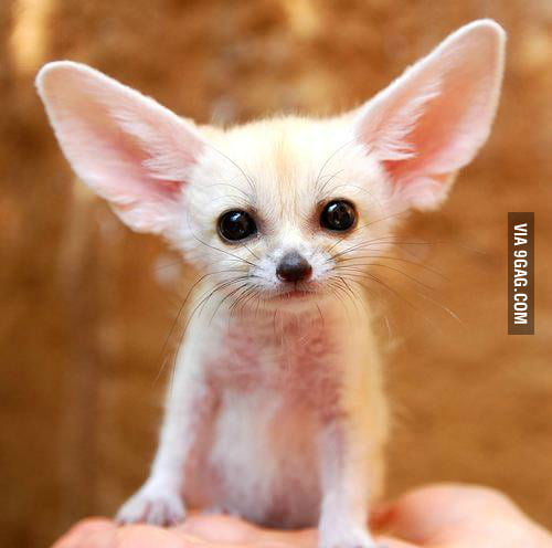 The fennec fox. The world’s smallest fox, weighing 2.2 pound - 9GAG