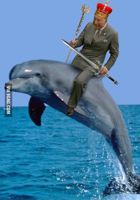 This is dolphin-ately prince Charles riding a dolphin - 9GAG