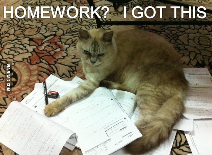 Homework cat - 9GAG