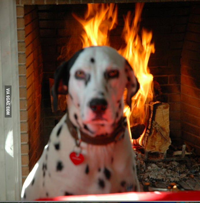 The Evil Dalmatian - 9GAG