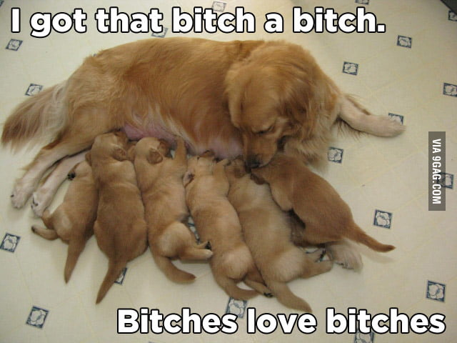 B*tches - 9GAG