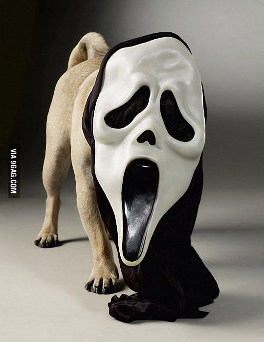 Scream Dog - 9GAG