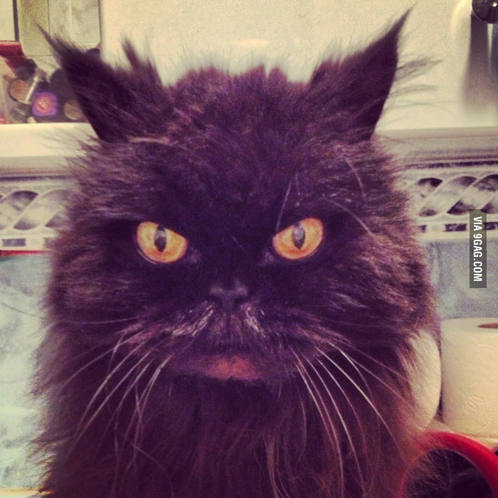Just an angry old cat - 9GAG