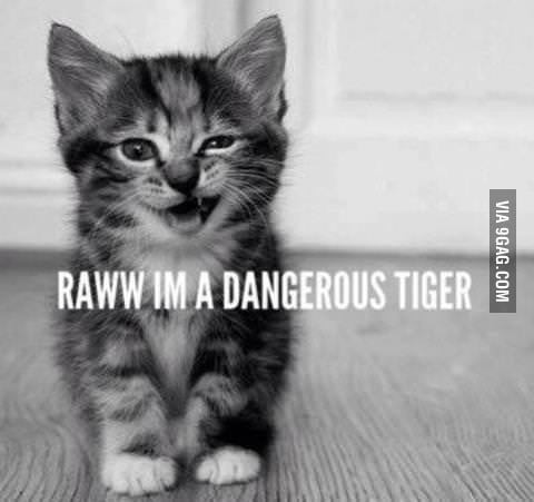 Rawrrrrrrr kitty - 9GAG