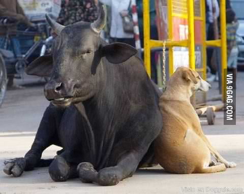 Ridiculously Photogenic Cow - 9GAG