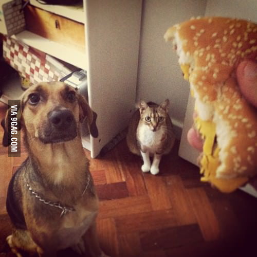 Cheeesseeeburrrgeeerrr... - 9GAG