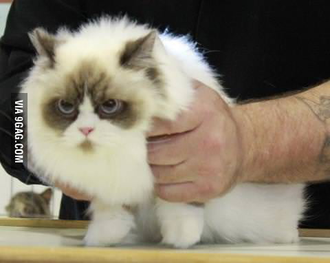 Unhand me Human!!!! - 9GAG